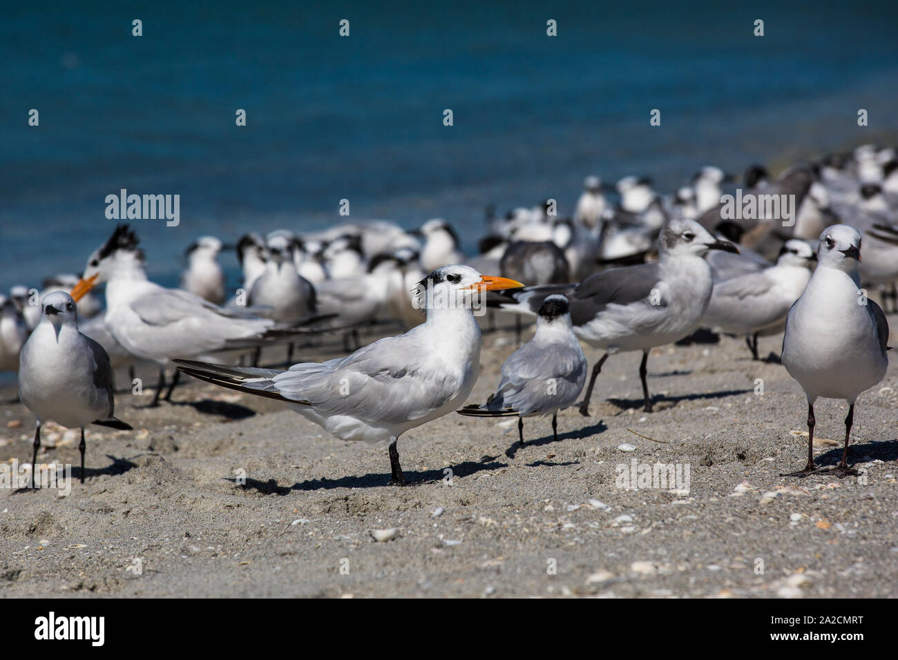 Flock of Royal Terns foraging for food and fish along a white beach on ...