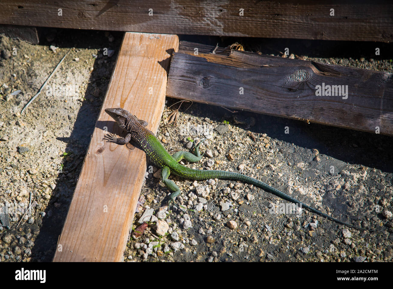Small green and black mo0lto long-tailed lizard along railroad tracks ...