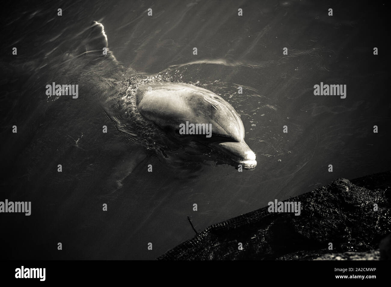 Dolphin approaching the shore with its head underwater, details of the ...