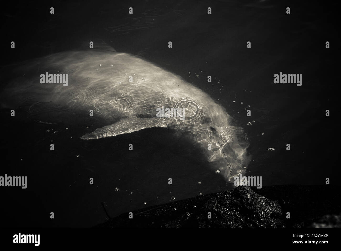 Dolphin approaching the shore with its head underwater, details of the ...