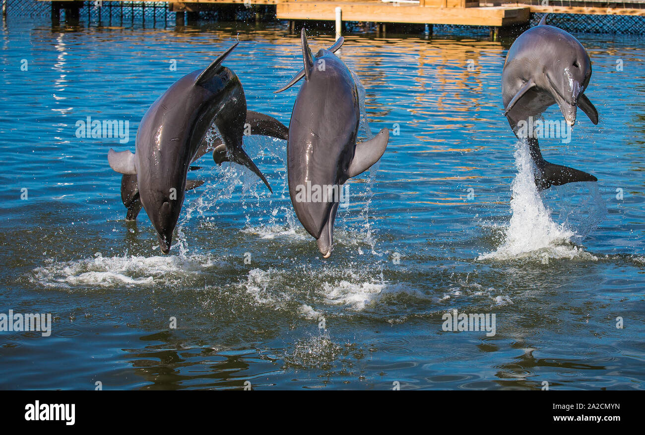 Dolphins in the water performing pirouettes and jumps at a water park ...