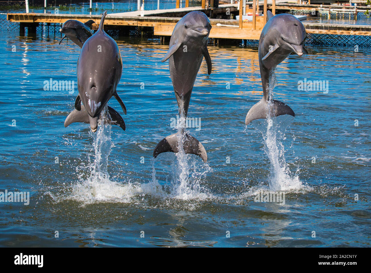 Dolphins in the water performing pirouettes and jumps at a water park ...
