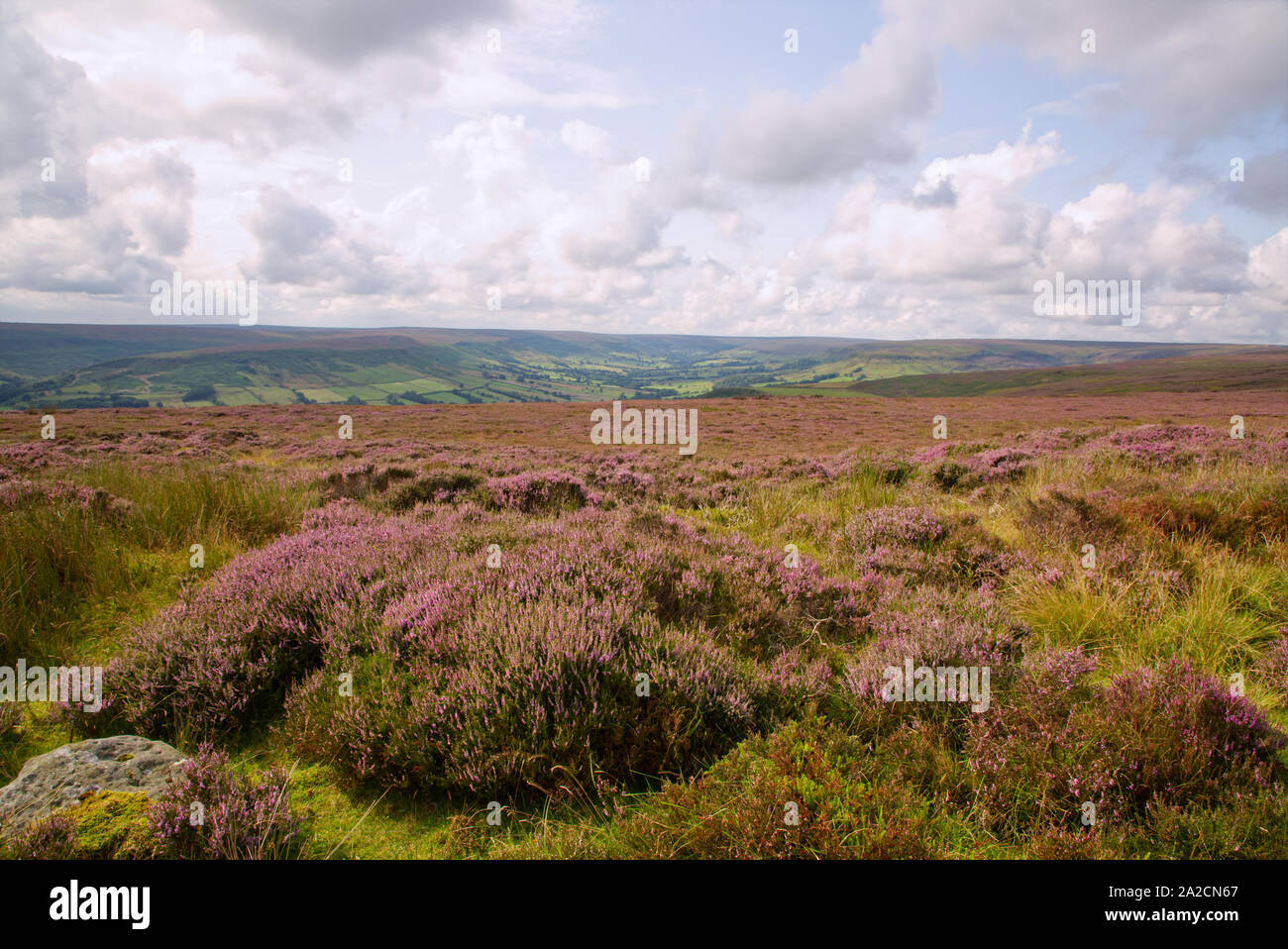 Heather on the north yorkshire moors hi-res stock photography and ...