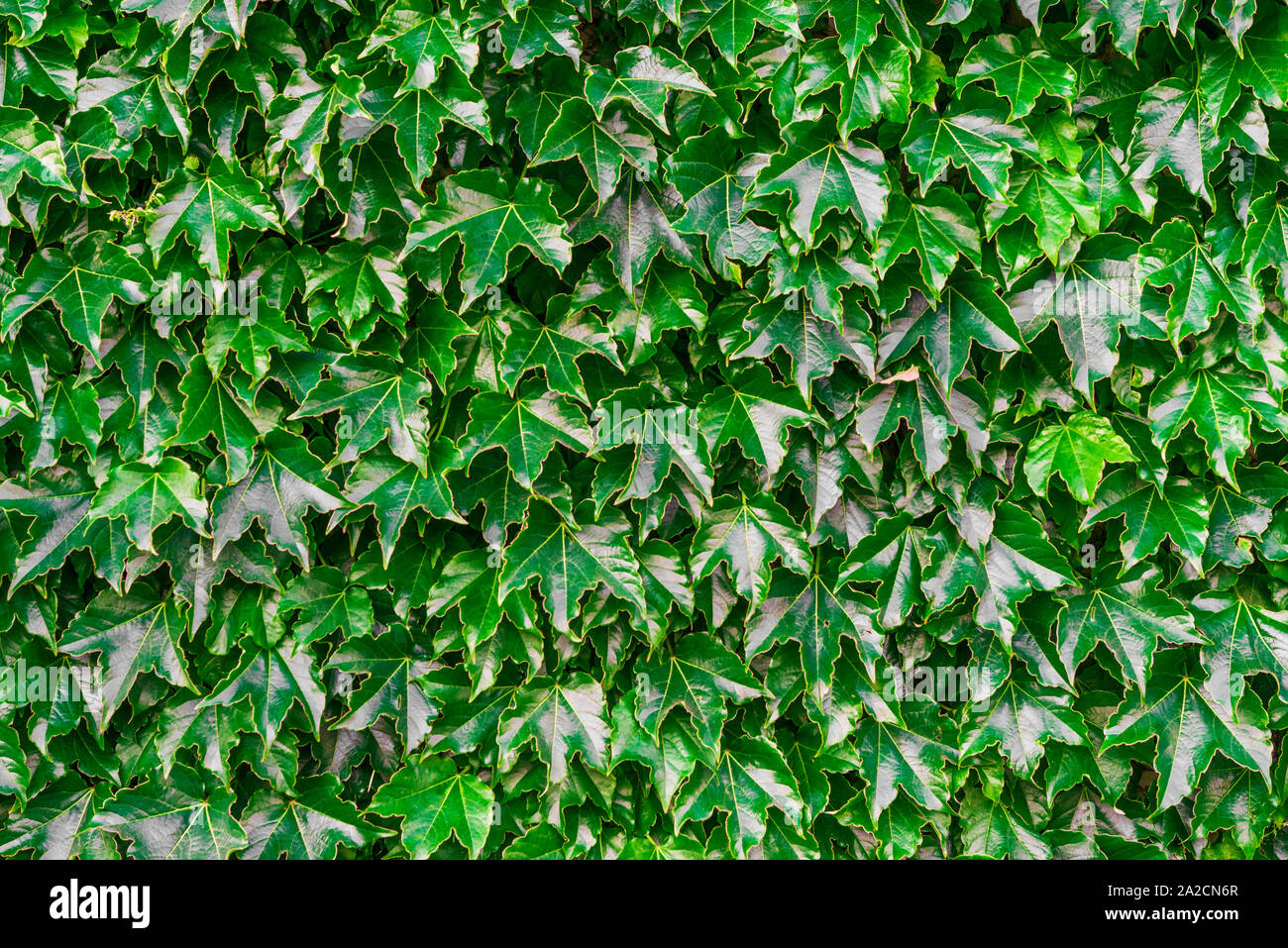 Abstract natural background of green bright leaves Stock Photo - Alamy