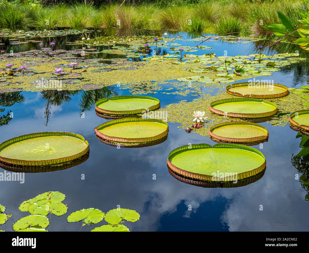 Naples Botanical Garden in Naples Florida in the United States Stock ...