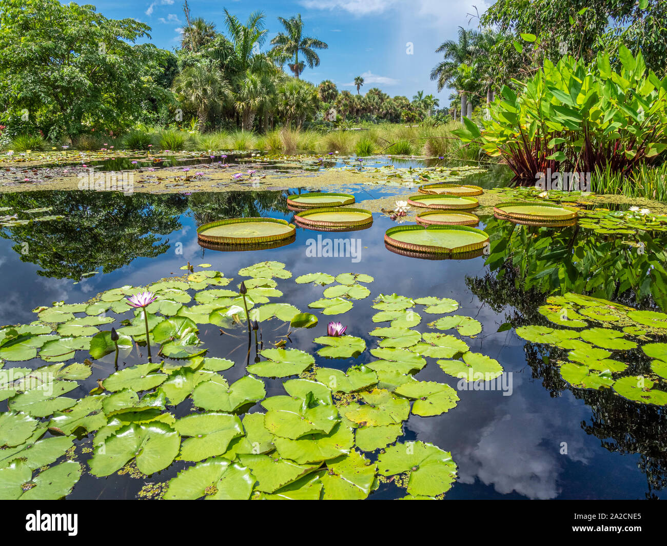 Naples Botanical Garden in Naples Florida in the United States Stock ...