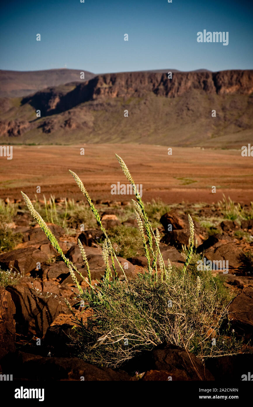 Desert landscape typical of the Atlas Mountains in Morocco, in the ...