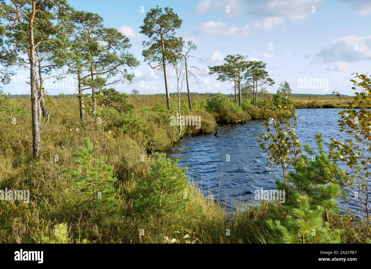 swampy forest pond, picturesque swamp in the forest Stock Photo - Alamy