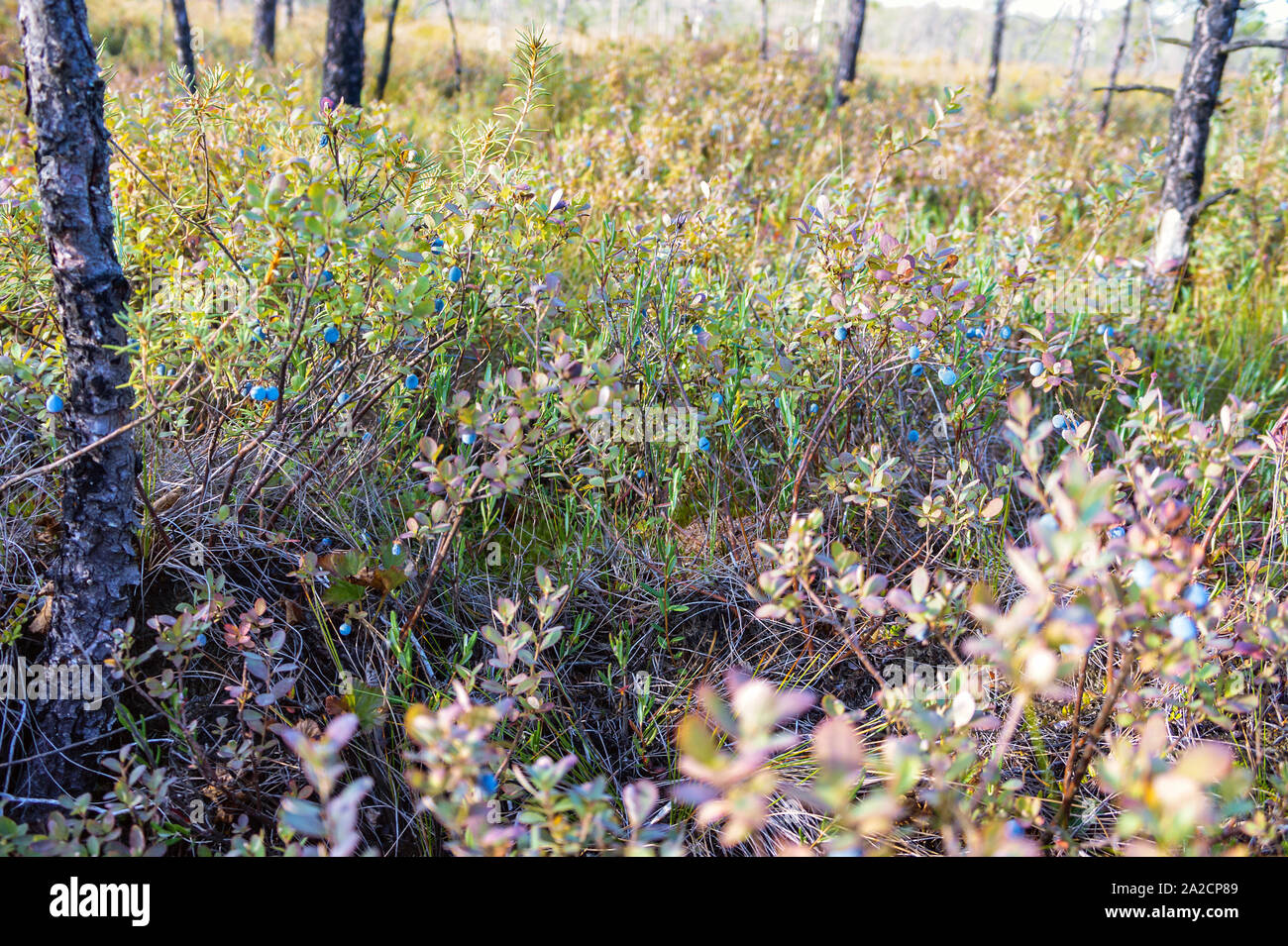 blueberries in the swamp, riding swamp, scenic swamp and berries Stock ...