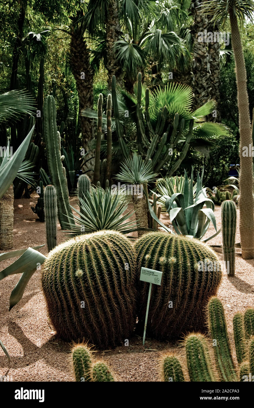 Lush, well-maintained plants and flora of the Majorelle Gardens in ...