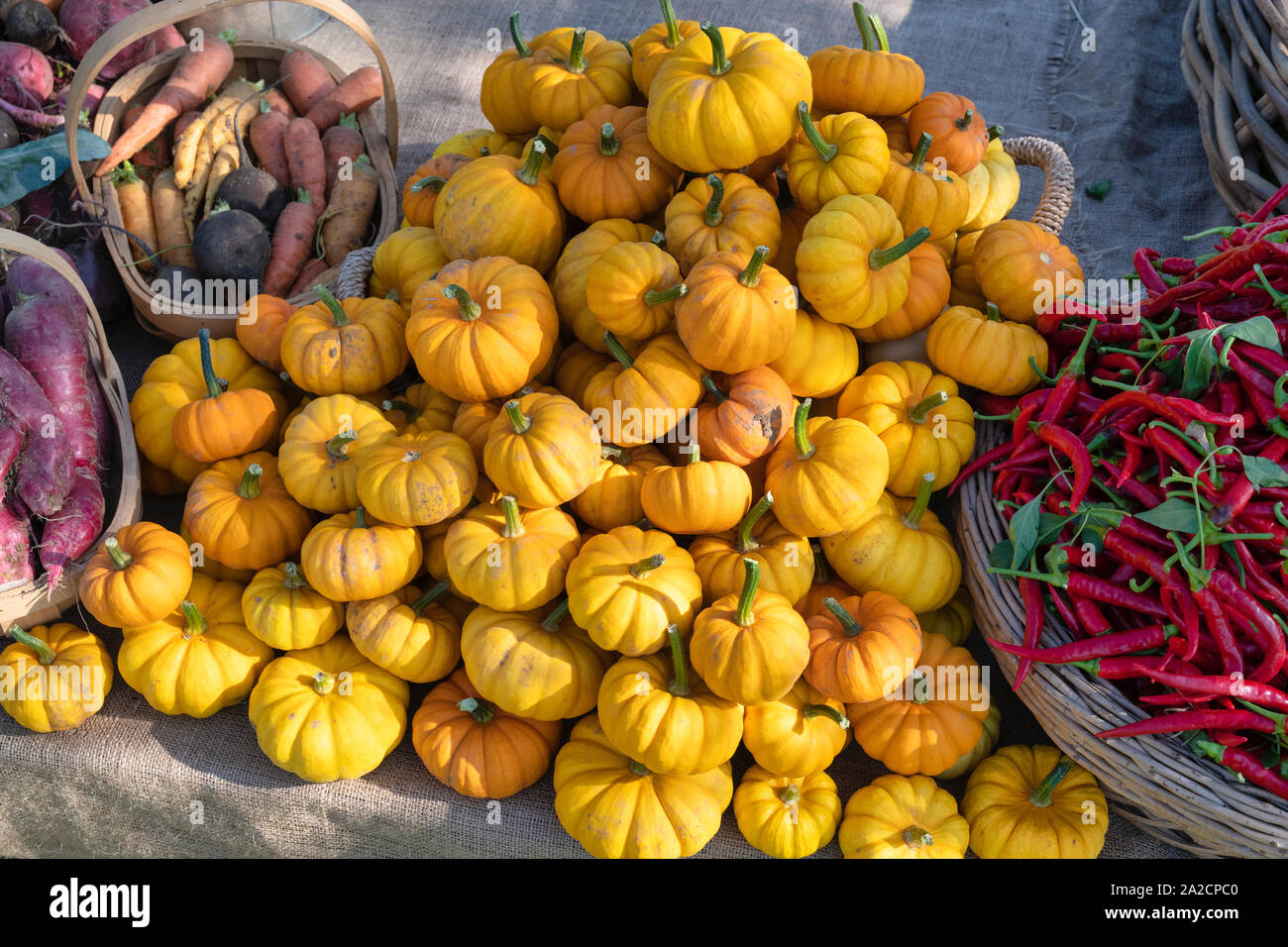 Organic autumn produce on a table on display at Daylesford autumn show ...