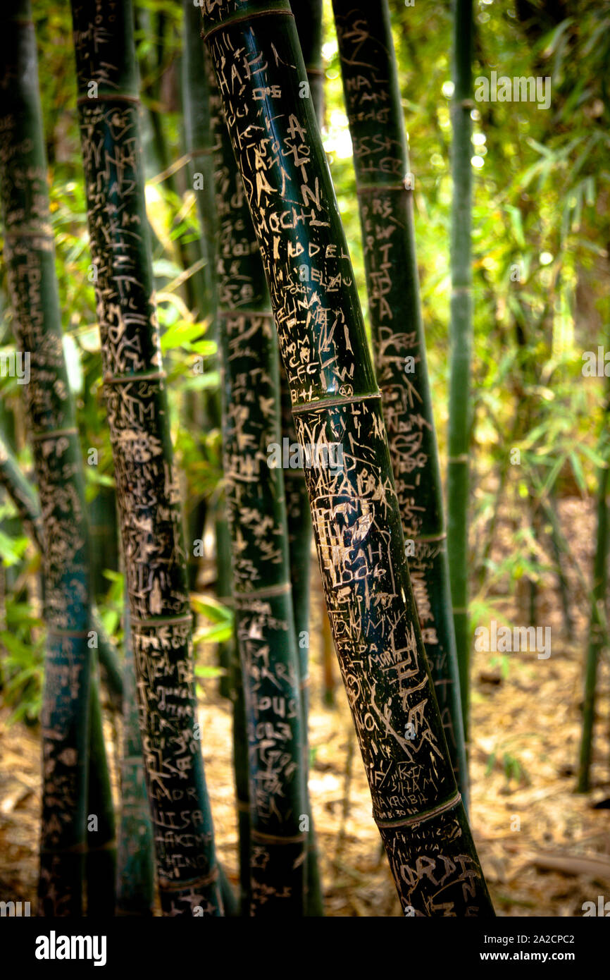 Lush, well-maintained plants and flora of the Majorelle Gardens in ...