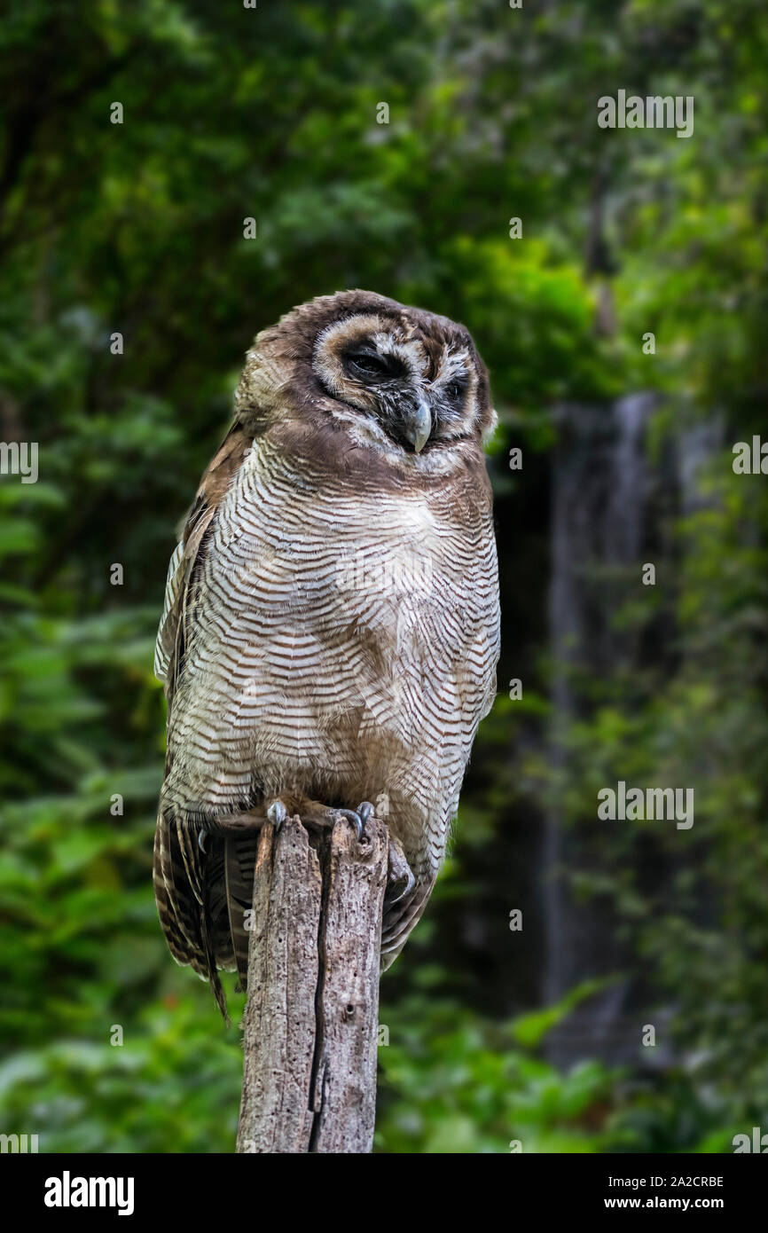 Asian birds of prey hi-res stock photography and images - Alamy
