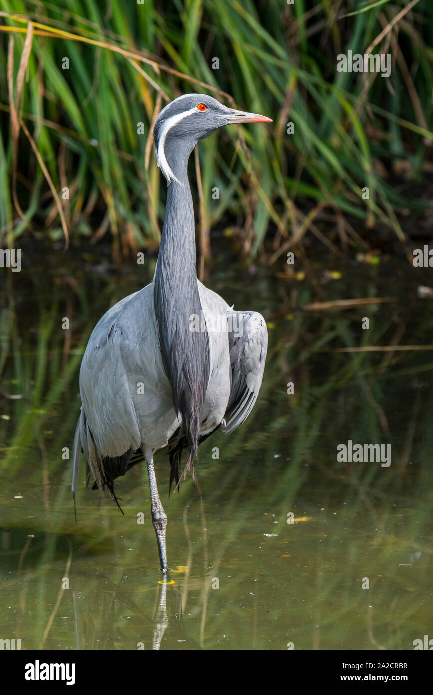 Chinese Birds