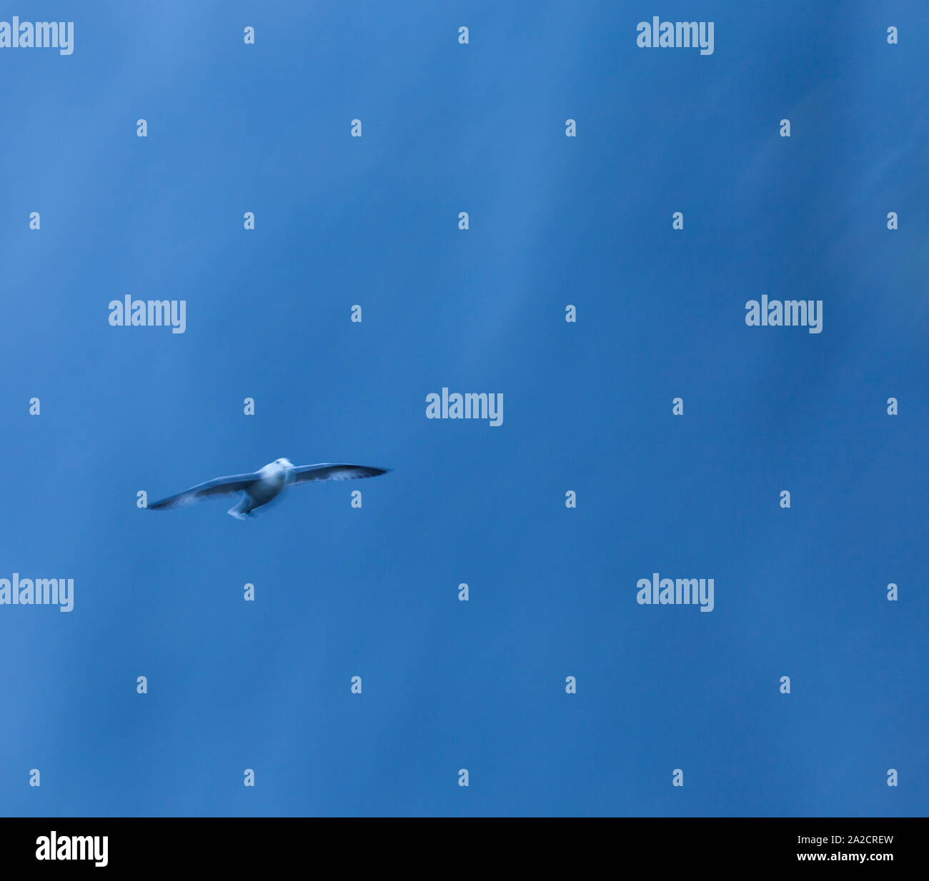 FULMAR (Fulmarus glacialis),Skogafoss, Southern Iceland, Iceland ...