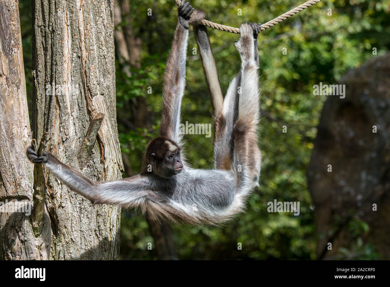 Brown spider monkeys hi-res stock photography and images - Alamy