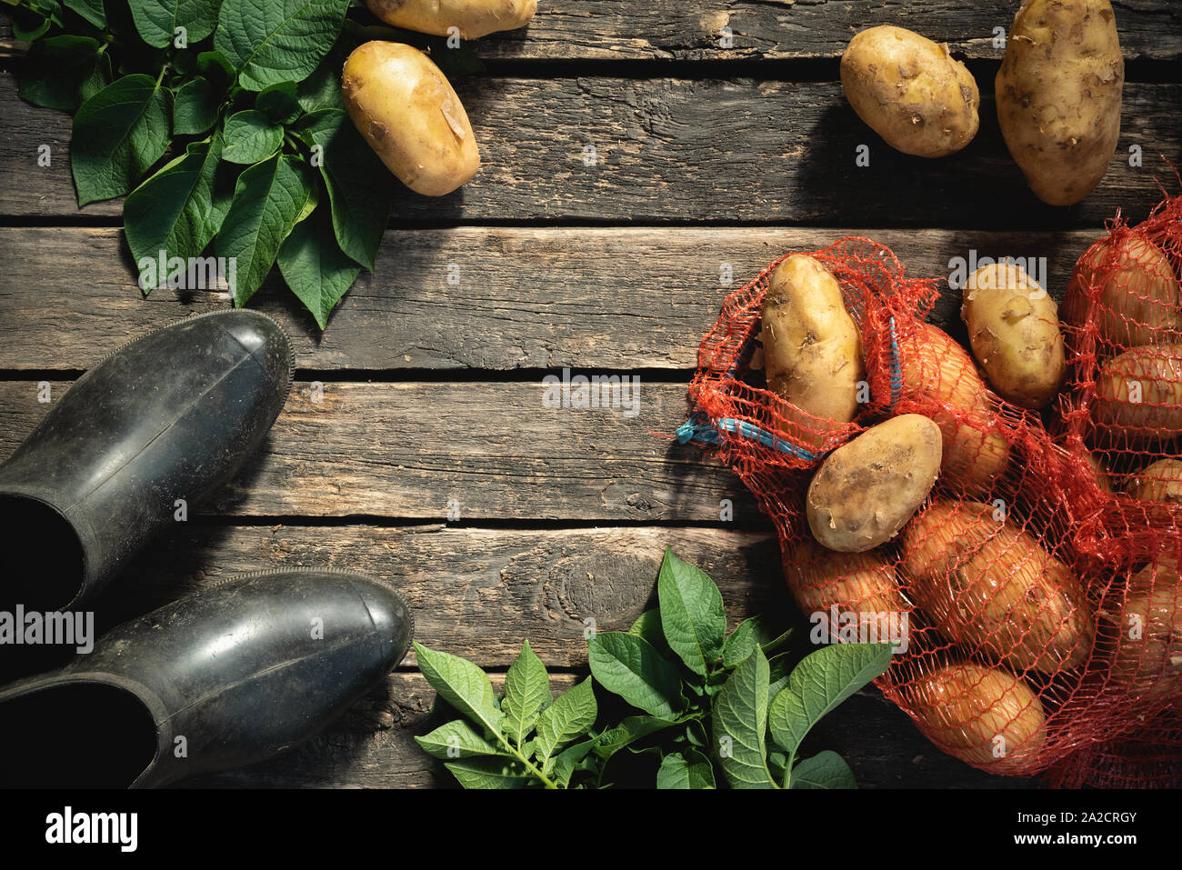 Potatoes crop in a bag on a wooden garden table background with copy ...