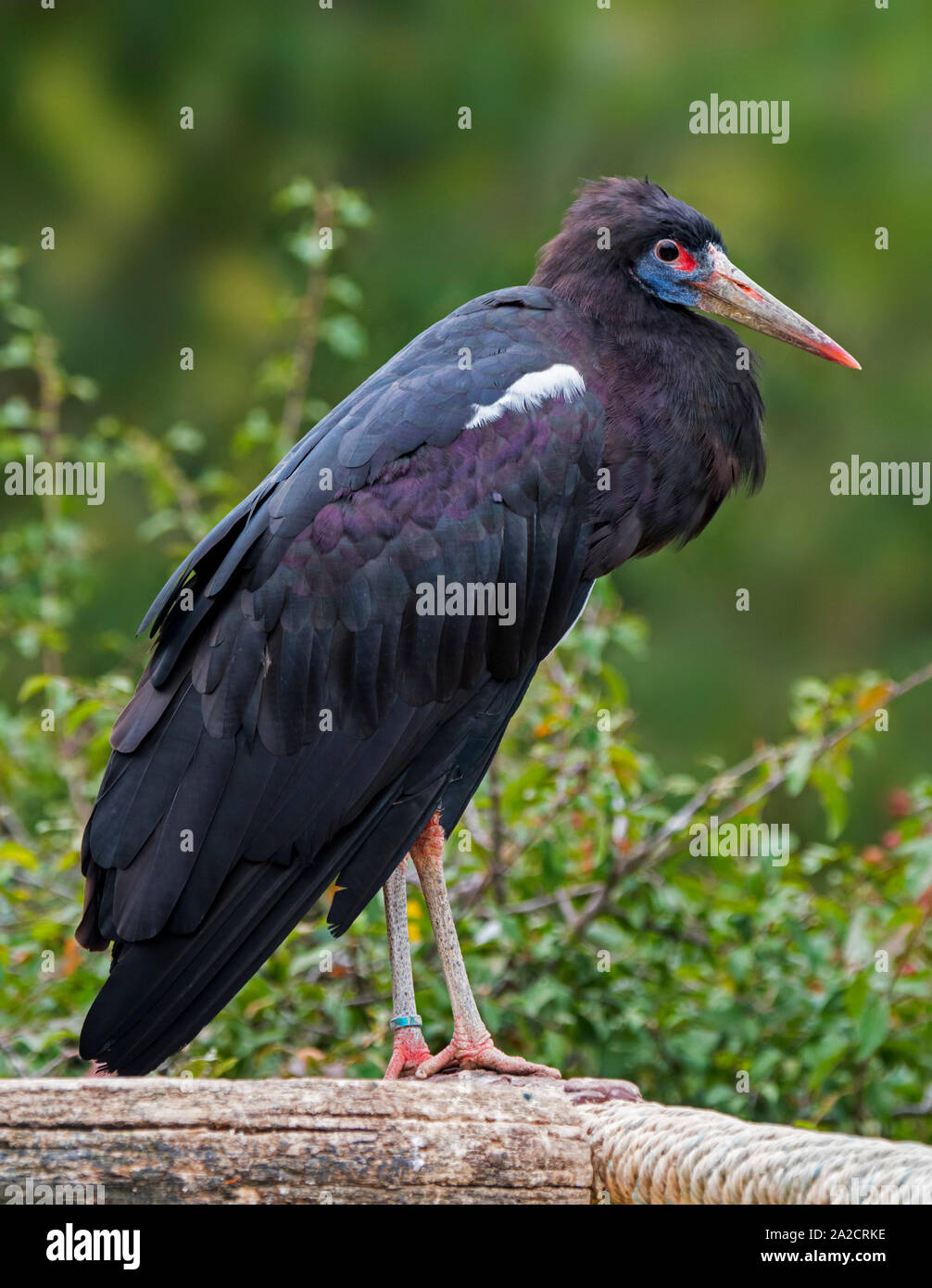 Abdim's stork / white-bellied stork (Ciconia abdimii) native to Eastern ...