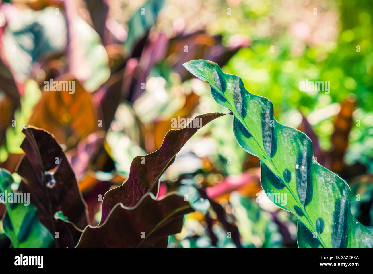 Background close up plants in garden natural colors rubber plant Stock ...