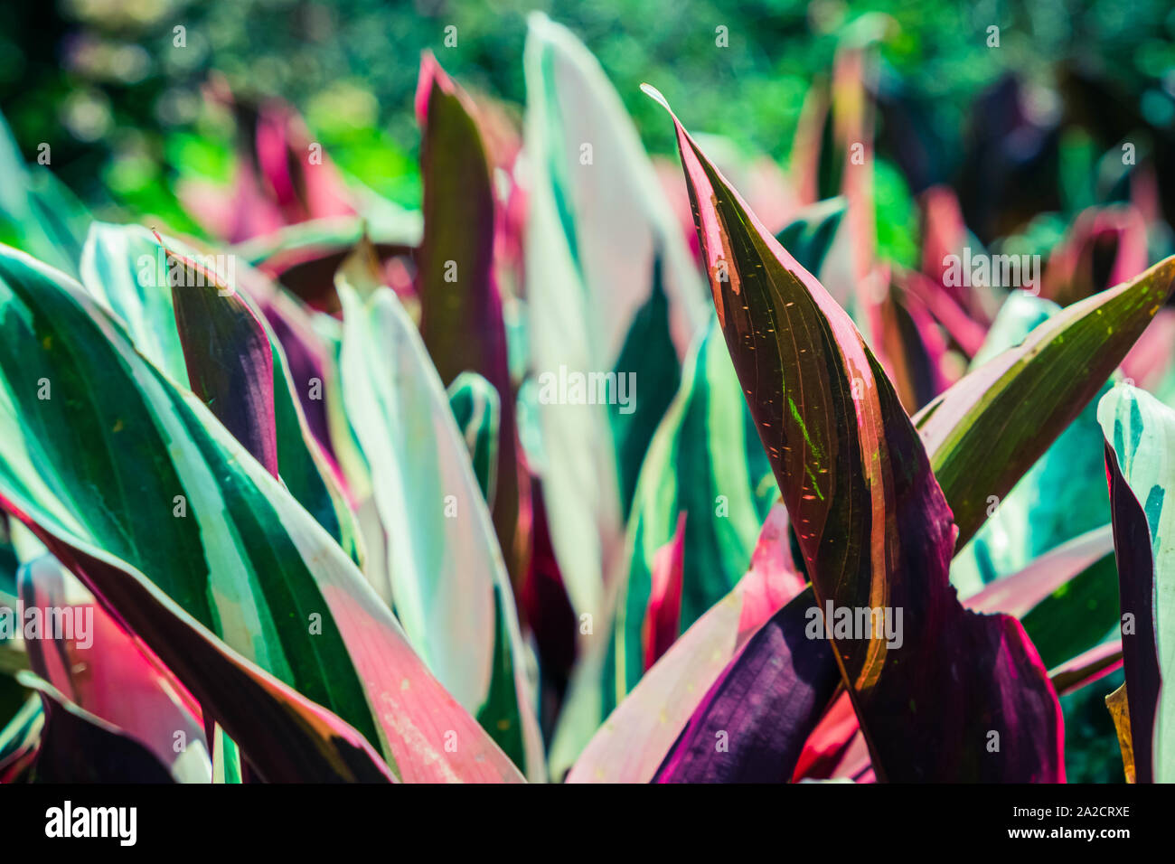 Background close up plants in garden natural colors rubber plant Stock ...