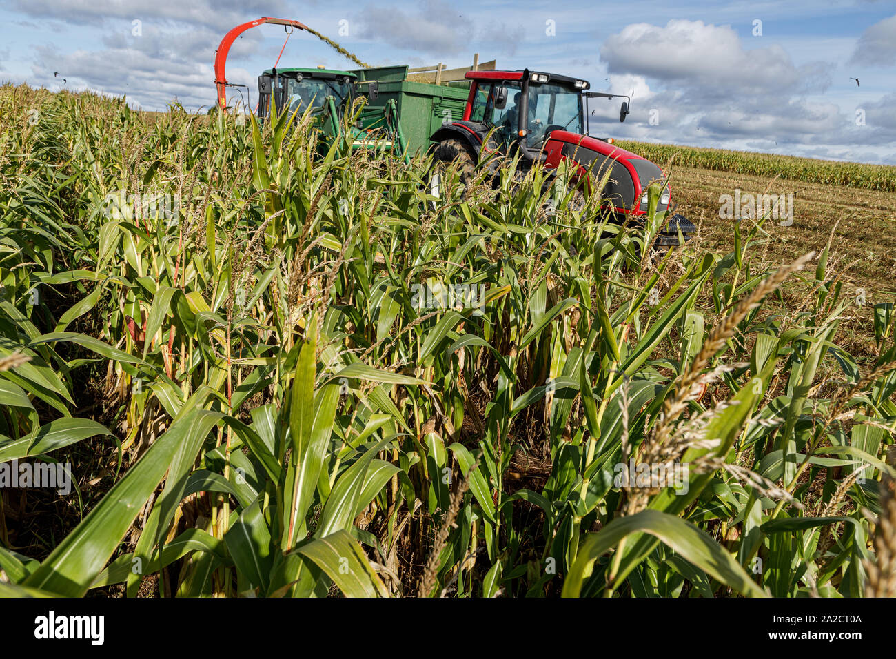 Cutting Corn Field High Resolution Stock Photography and Images - Alamy