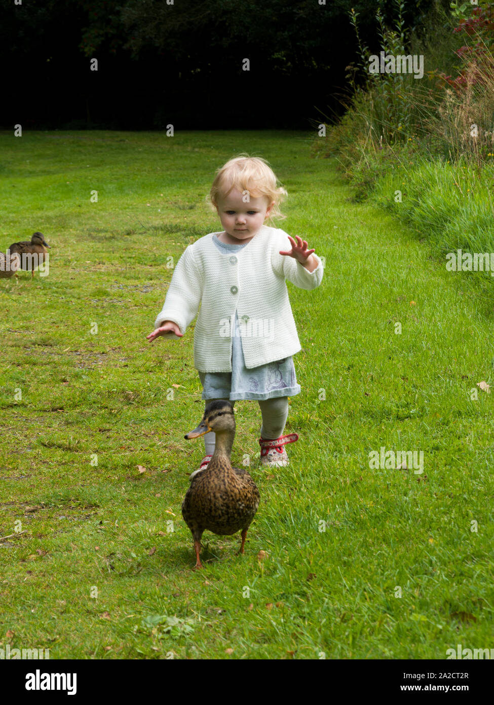 Small young girl toddler hi-res stock photography and images - Alamy