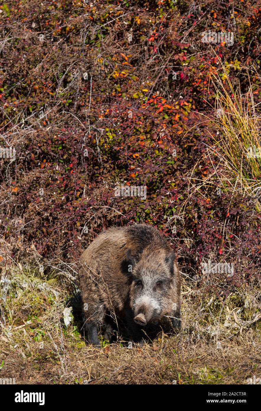 Wild boar (Sus scrofa Stock Photo - Alamy