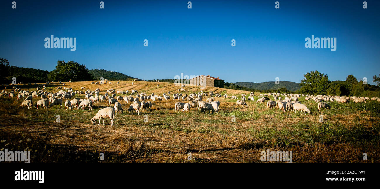 Flock of sheep scattered on a small hill near an ancient farmhouse in ...