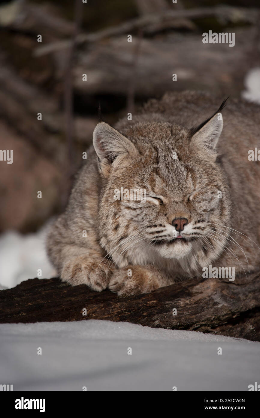 Lince rufus hi-res stock photography and images - Alamy