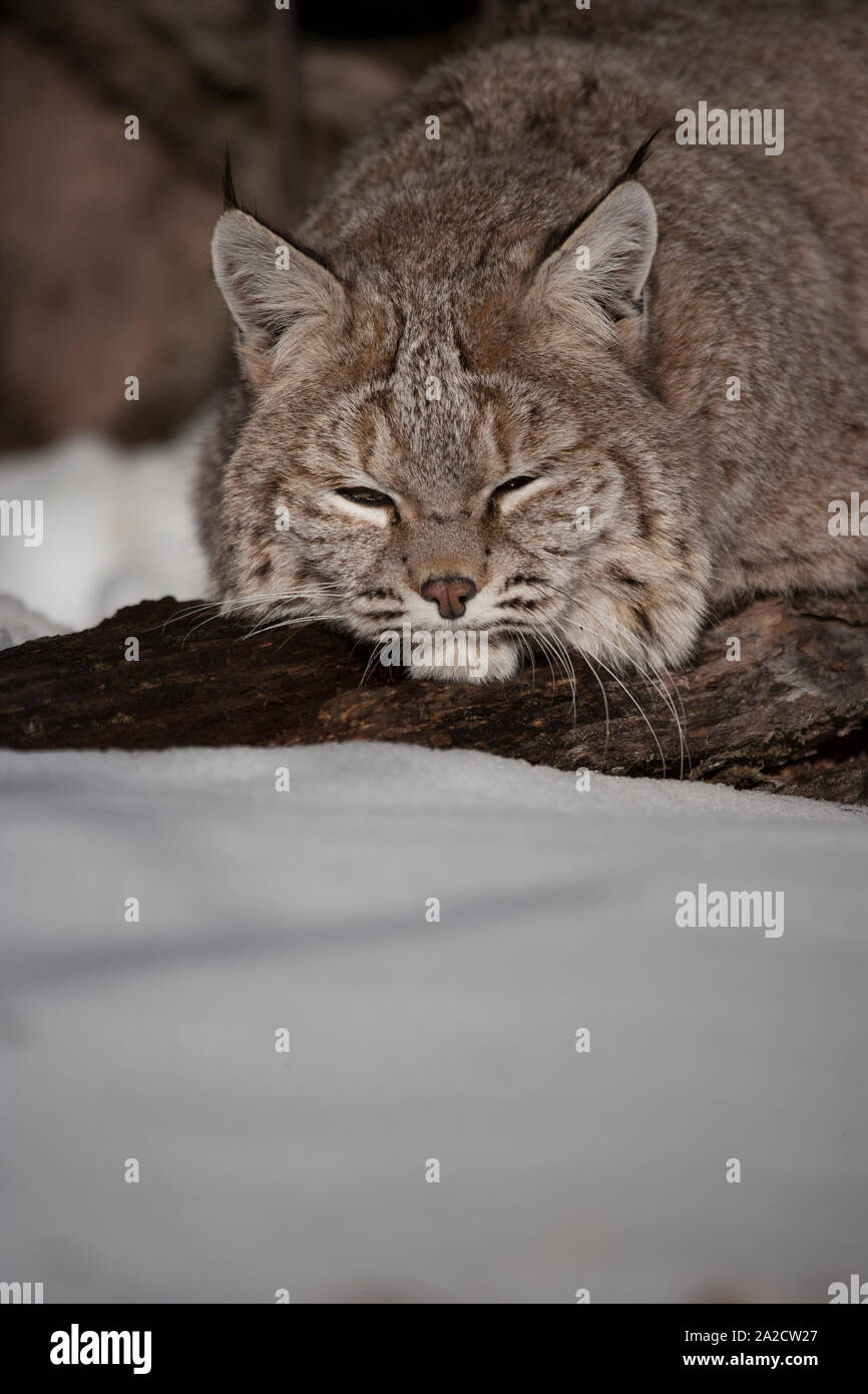Lince rufus hi-res stock photography and images - Alamy