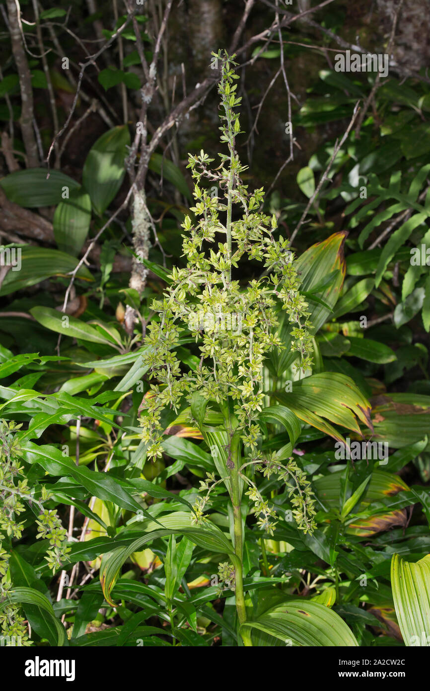 Green False Hellebore High Resolution Stock Photography and Images - Alamy