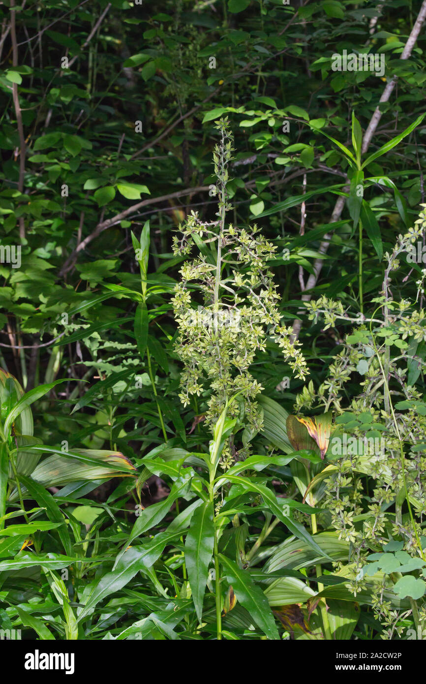 Green False Hellebore High Resolution Stock Photography and Images - Alamy
