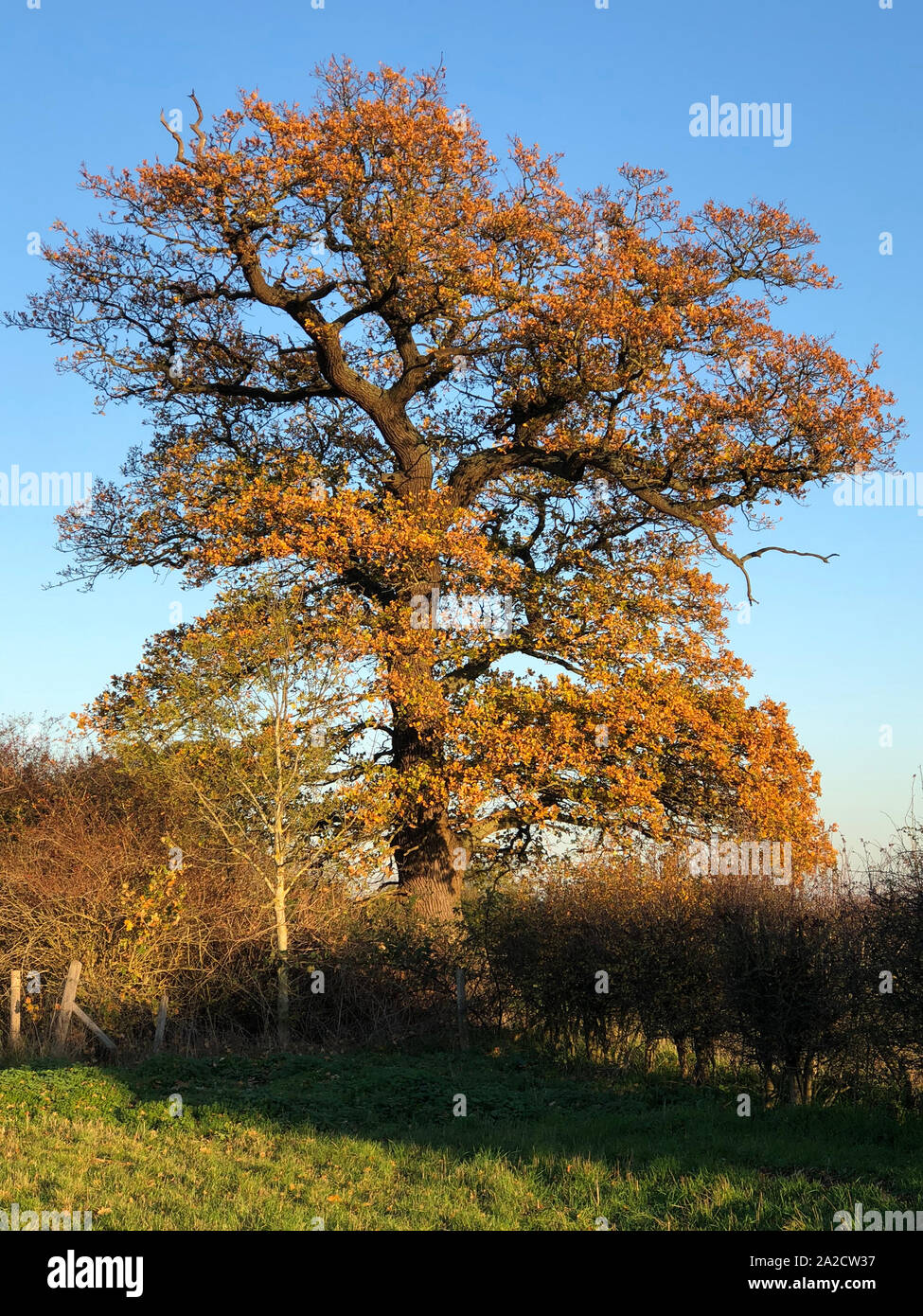 OAK Quercus robur in Autumn. Photo: Tony Gale Stock Photo - Alamy