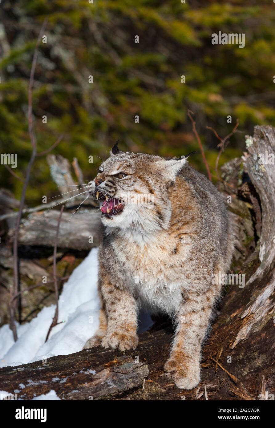Bobcat (Lynx rufus Stock Photo - Alamy