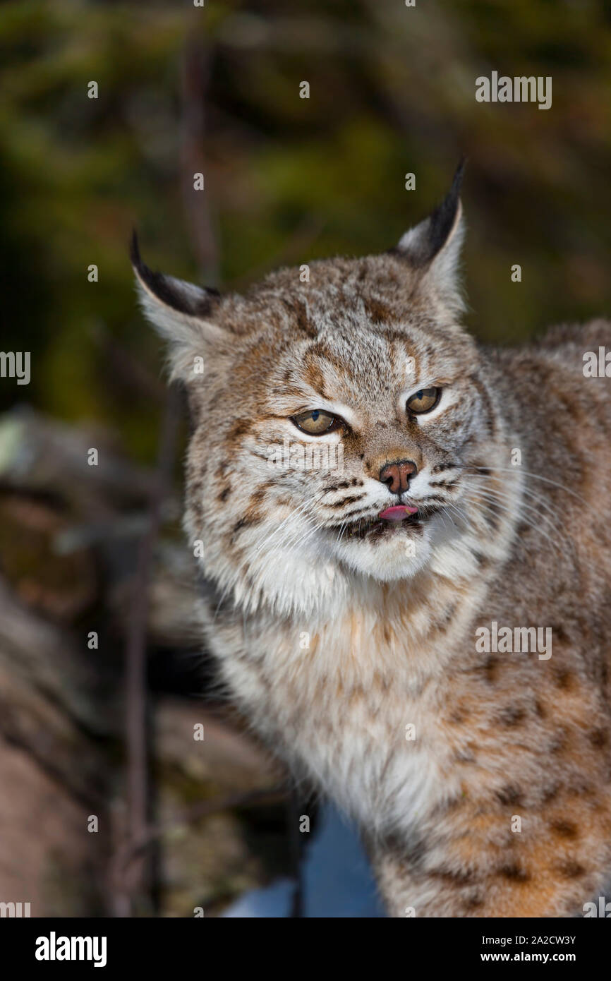 Bobcat (Lynx rufus Stock Photo - Alamy