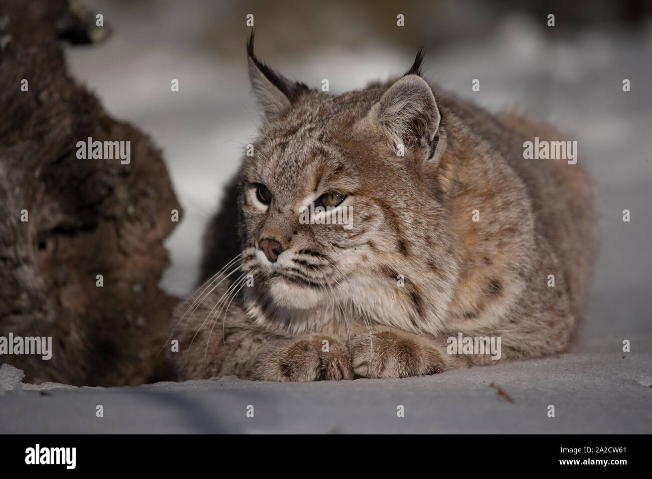 Lince rufus hi-res stock photography and images - Alamy