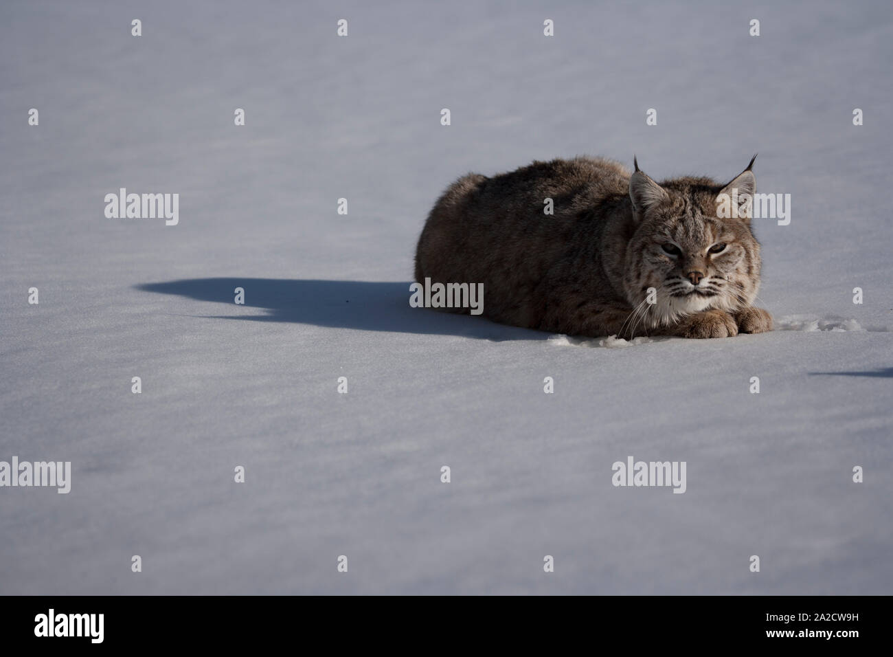 Lince lince rufus hi-res stock photography and images - Alamy