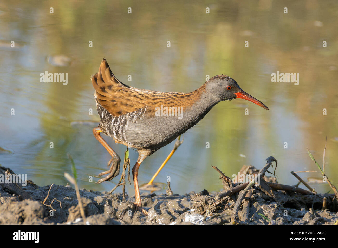 Water rail (Rallus aquaticus Stock Photo - Alamy
