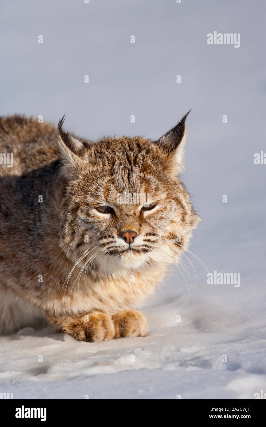 Bobcat (Lynx rufus Stock Photo - Alamy