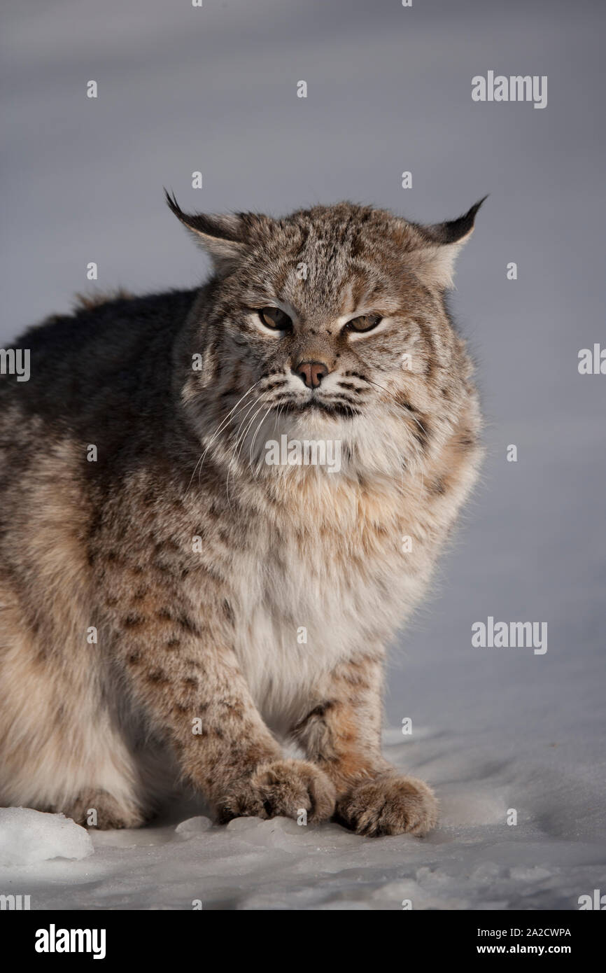 Lince rufus hi-res stock photography and images - Alamy