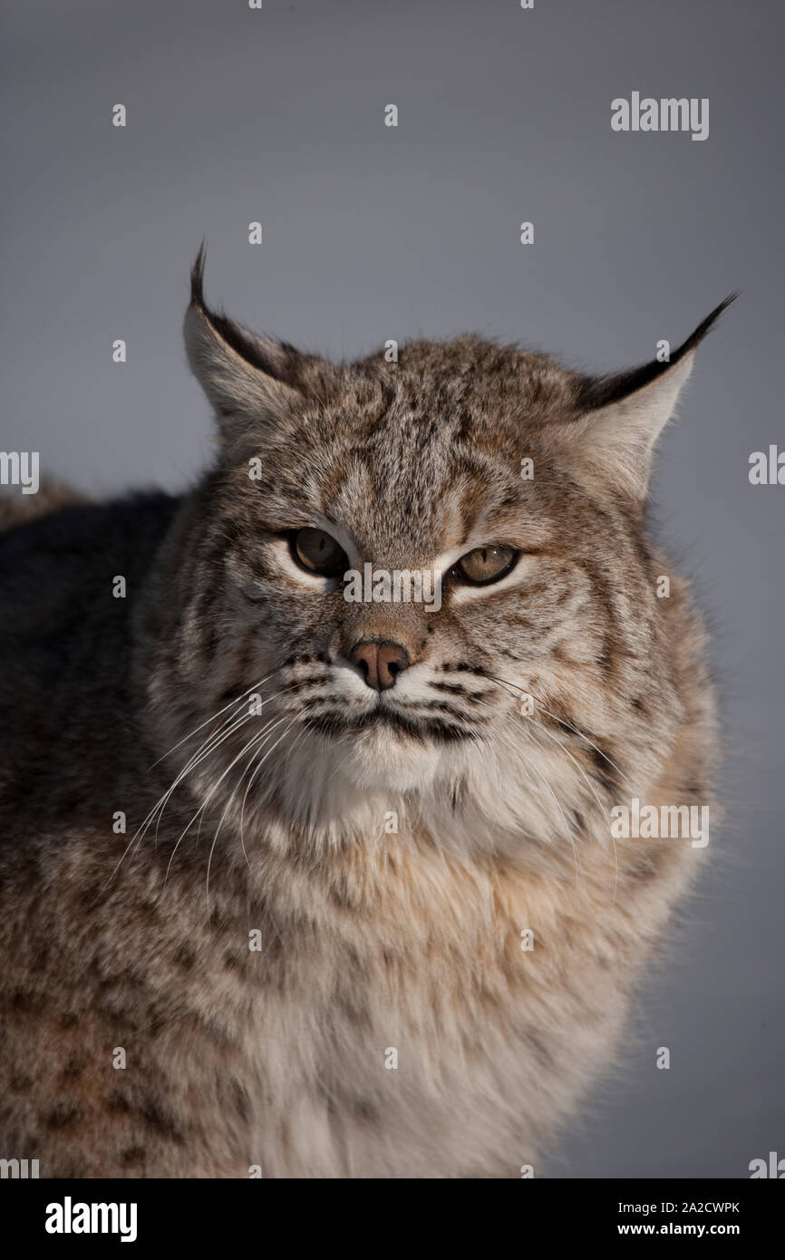 Lince rufus hi-res stock photography and images - Alamy