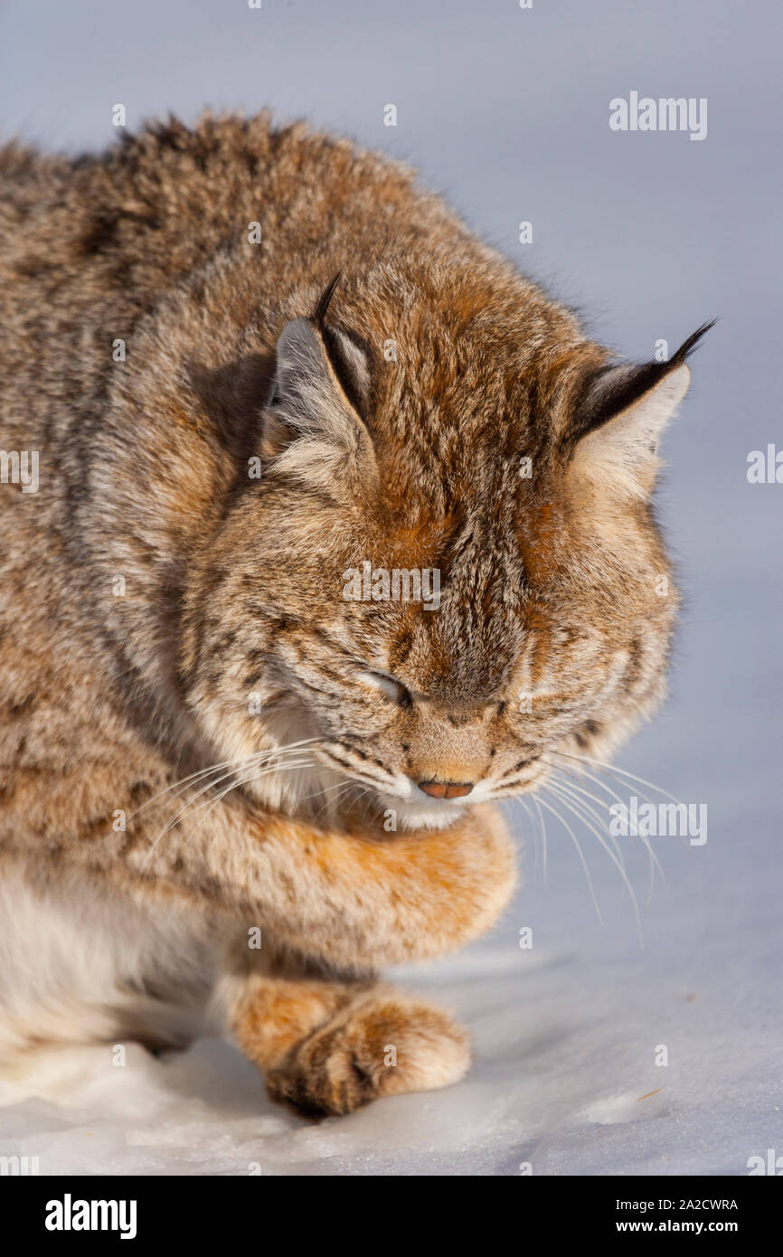 Bobcat (Lynx rufus Stock Photo - Alamy