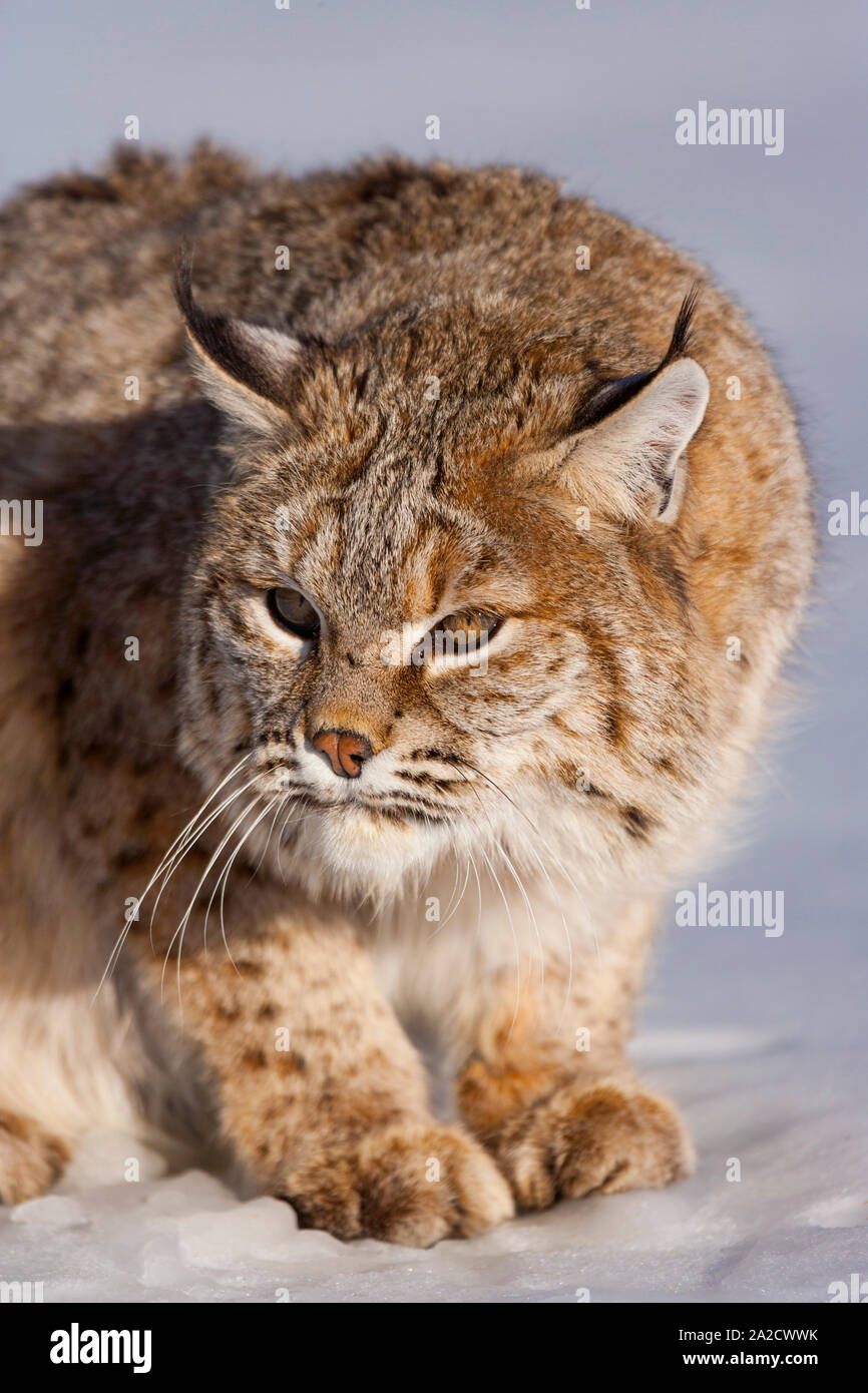 Lince rufus hi-res stock photography and images - Alamy