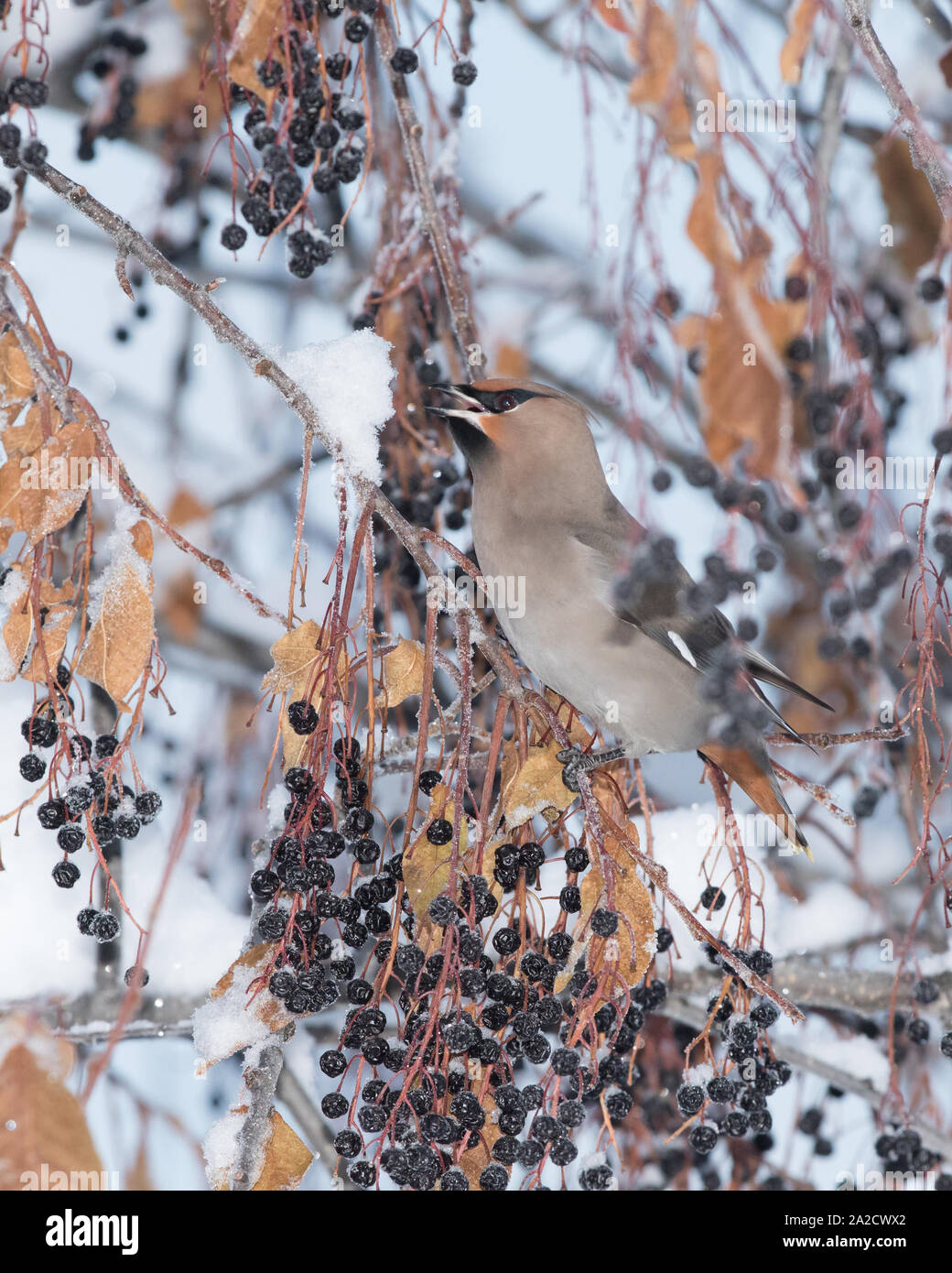Bohemian waxwing eating berries in winter Stock Photo - Alamy