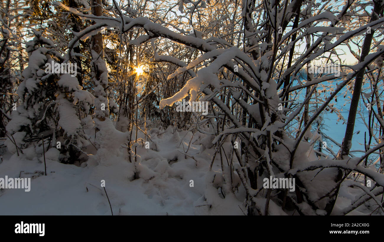 Alaska ice trees hi-res stock photography and images - Alamy