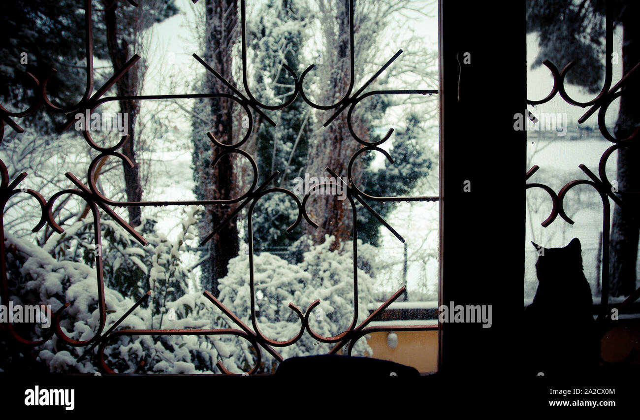 Cat looking through a window the snowstorm coming Stock Photo - Alamy