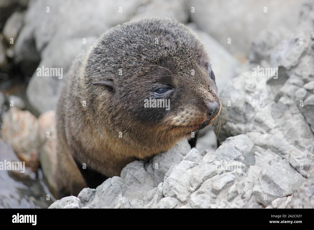 Fur seal chilling at the Pacific Ocean on the South Island of New ...