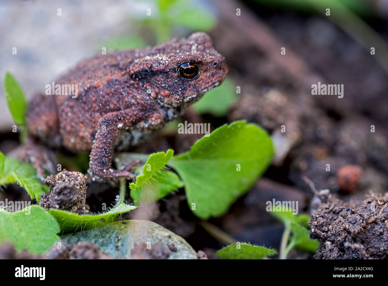 young little common toad in the vegetable patch Stock Photo - Alamy
