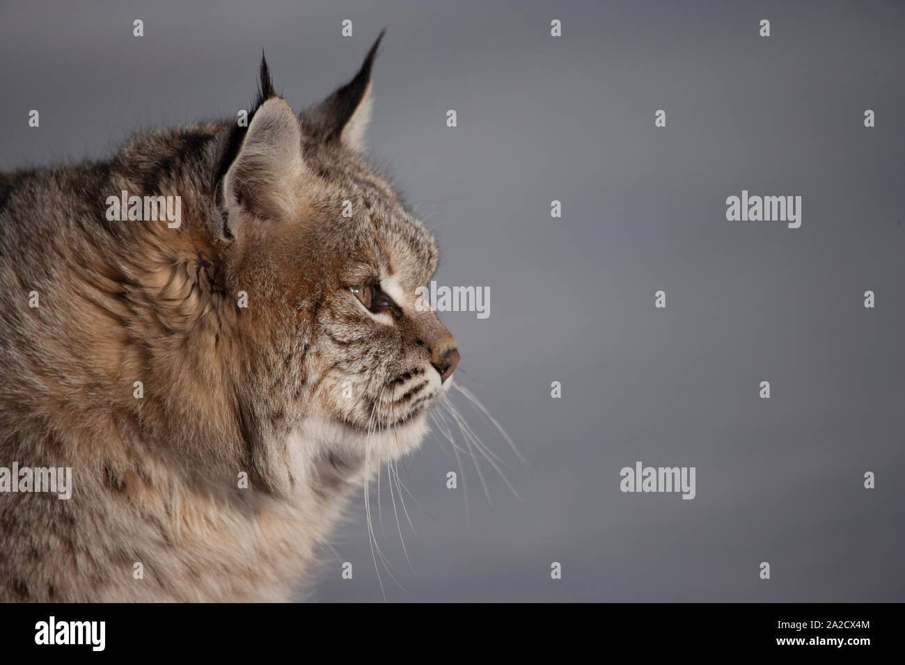 Lince rufus hi-res stock photography and images - Alamy