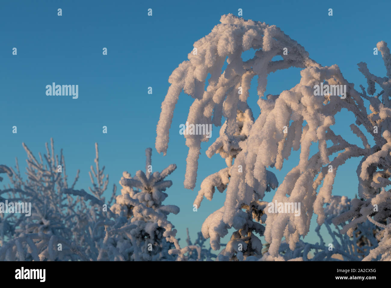 Alaska ice trees hi-res stock photography and images - Alamy